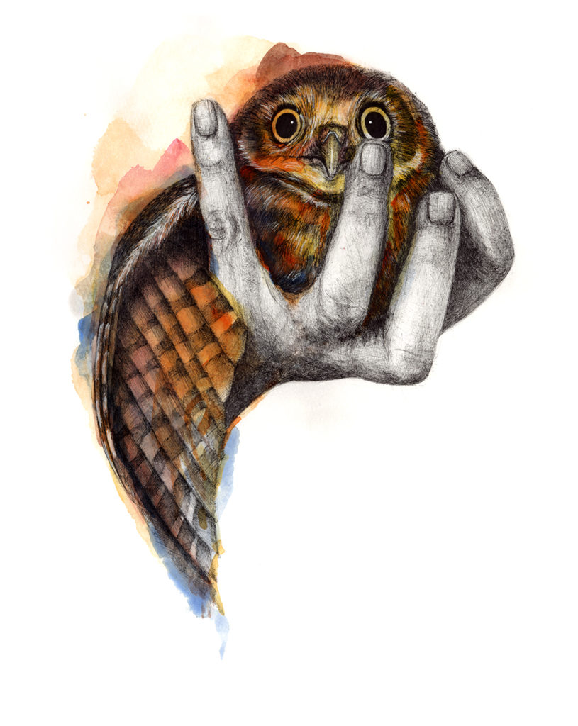 OWL - The Art of Pausha